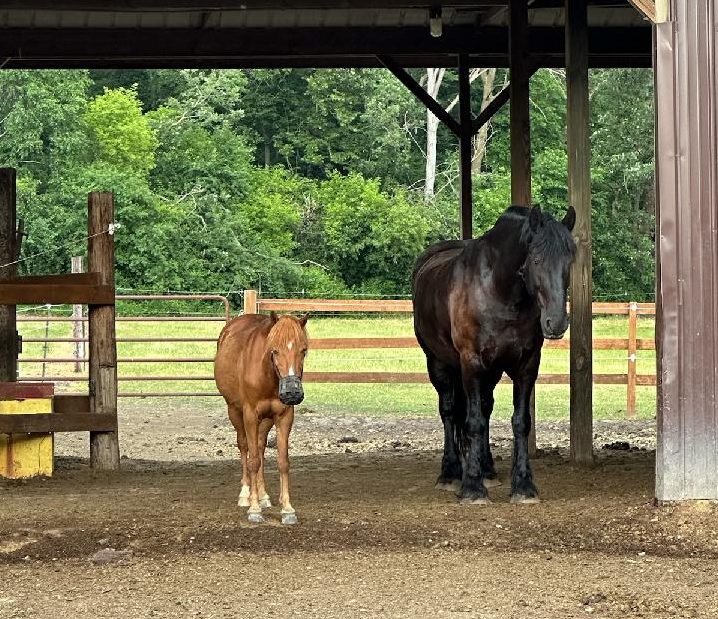 Boarding – Red Gate Riding